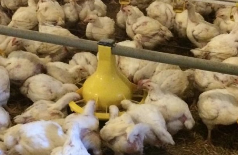 FIT FEEDER _broiler feeder pan :: FIT Farm Innovation Team