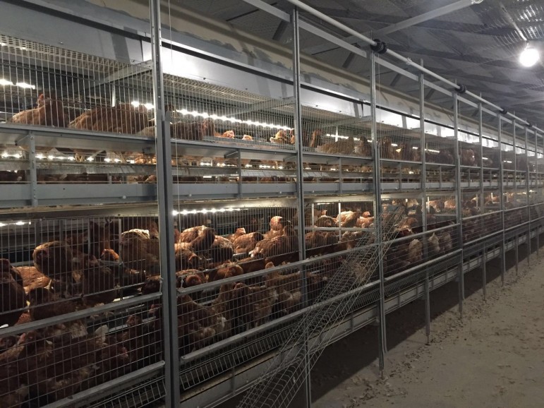 NATURE_1 CAGE-FREE layer AVIARY system :: FIT Farm Innovation Team