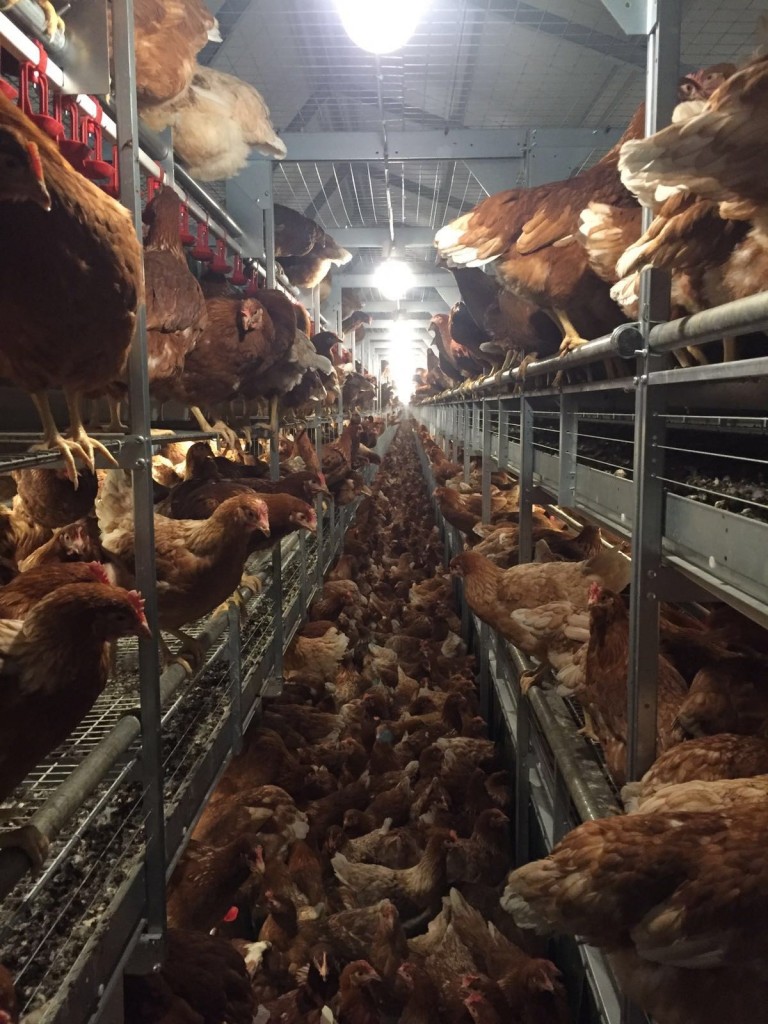NATURE_1 CAGE-FREE layer AVIARY system :: FIT Farm Innovation Team