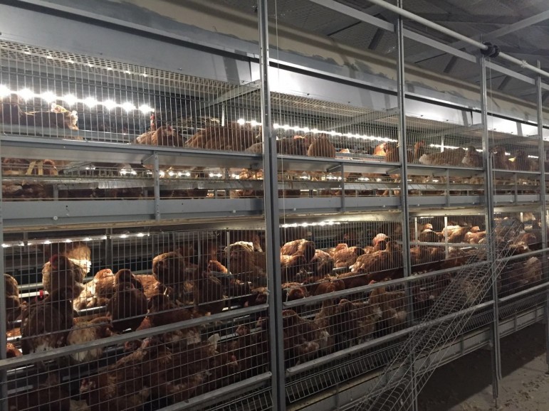 NATURE_1 CAGE-FREE layer AVIARY system :: FIT Farm Innovation Team