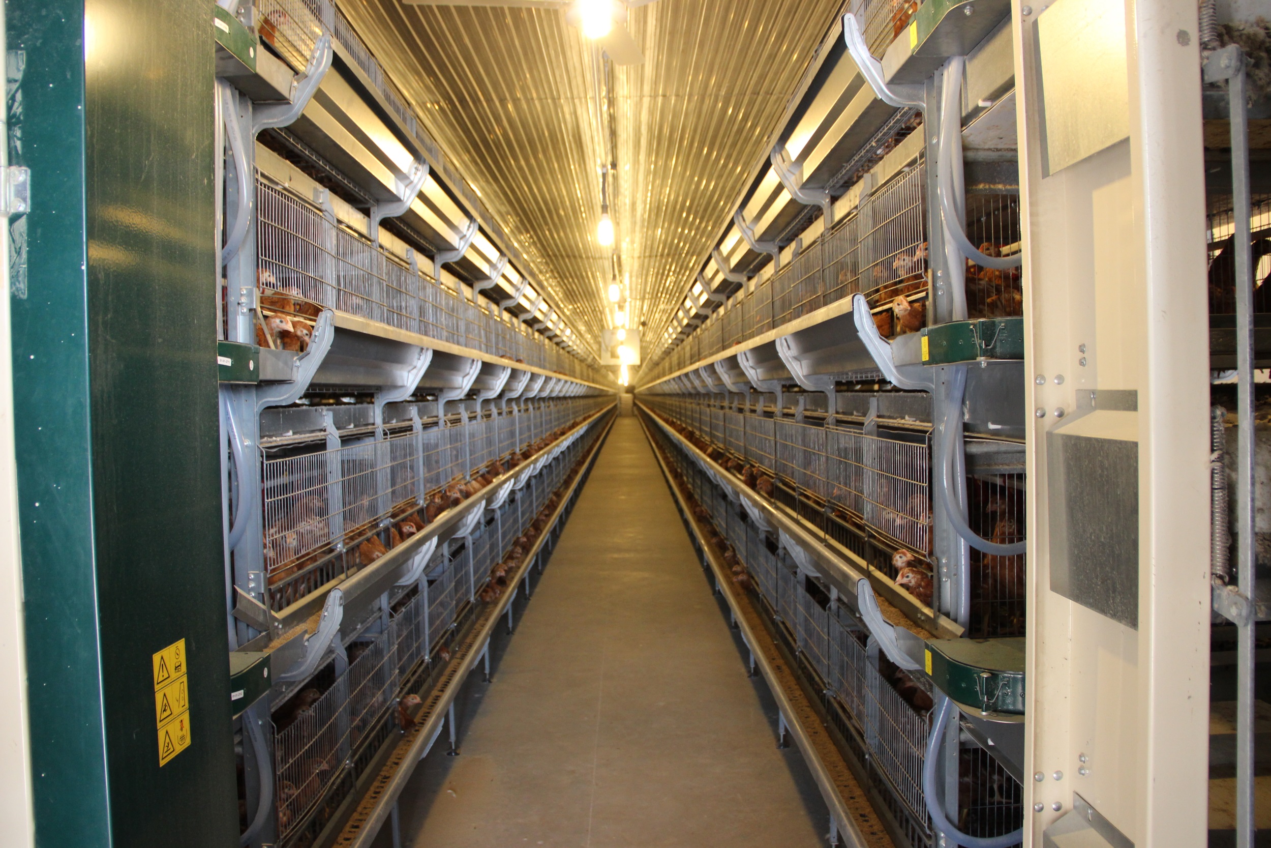 GOLDEN PULLET cage system _PRIME :: FIT Farm Innovation Team